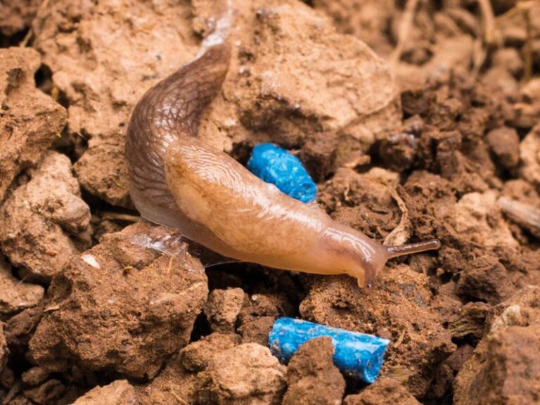 5 Slug Control Methods to Skip — And 13 Garden Solutions That Actually ...