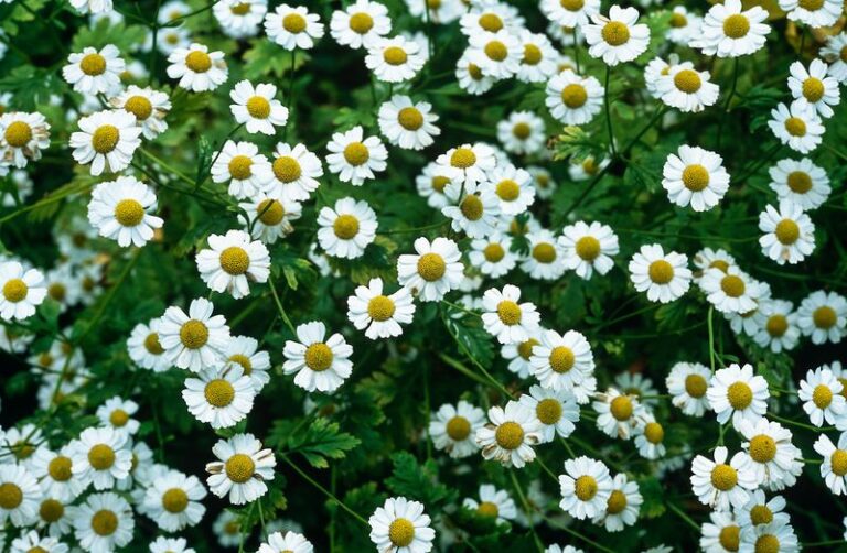 17 Sensory Garden Plants That Transform Your Yard Into a Multi-Sensory ...