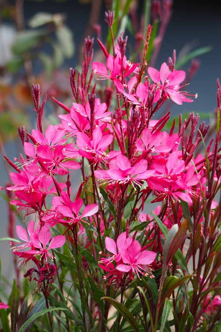 18 Pink Perennials That Will Never Leave Your Garden Once You Plant ...