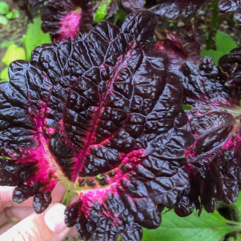 15 Dark Foliage Plants So Striking, You’ll Want to Rip Out Your Lawn ...