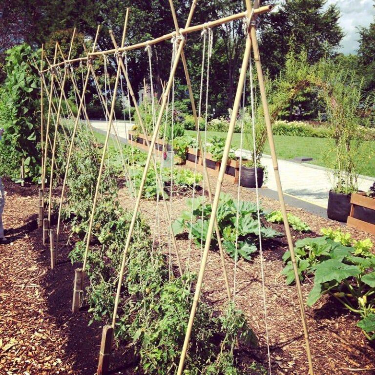 I Tested 17 Tomato Spacing Methods for 3 Seasons - These Distances Won ...
