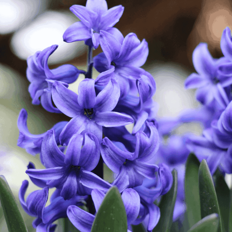 36 Flower Meanings and What Each Bloom Symbolizes - Complete Gardening