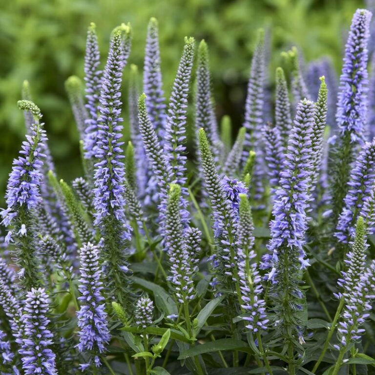 32 Powerful Plants That Repel And Keep Rabbits Out Of Your Yard ...
