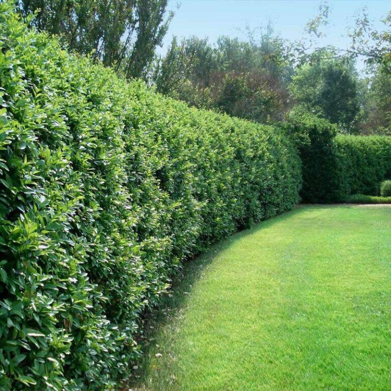 These 17 Evergreen Hedges Create Perfect Privacy — But 3 Will Shock You ...