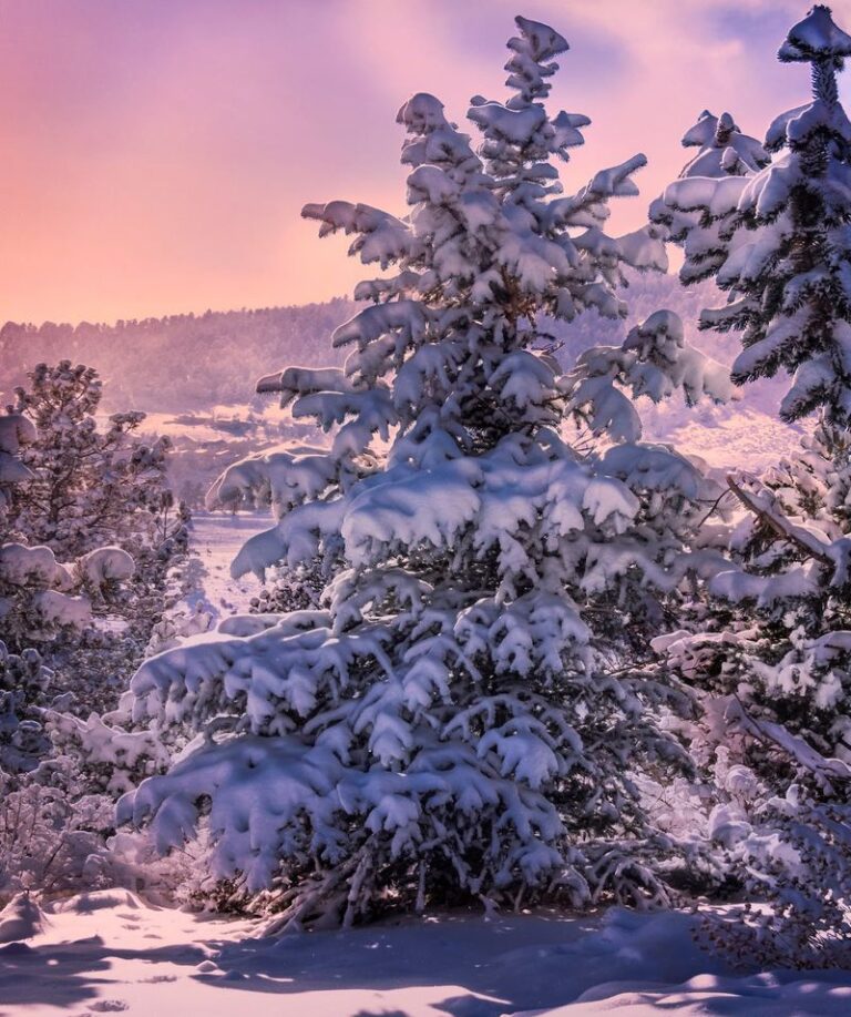 15 Evergreen Plants That Look Better in Winter Than Summer - Complete ...