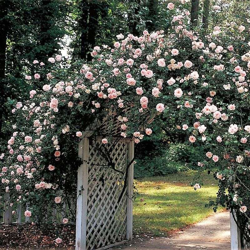 The 17 Toughest Roses That Will Survive Anything - Complete Gardening
