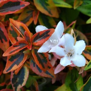 16 Stunning Abelia Varieties That’ll Add Color to Your Yard for Months ...