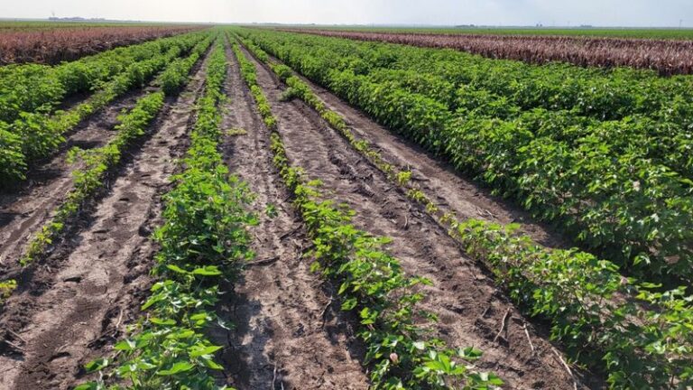 17 Organic Ways to Kill Root-Knot Nematodes Without Chemicals ...