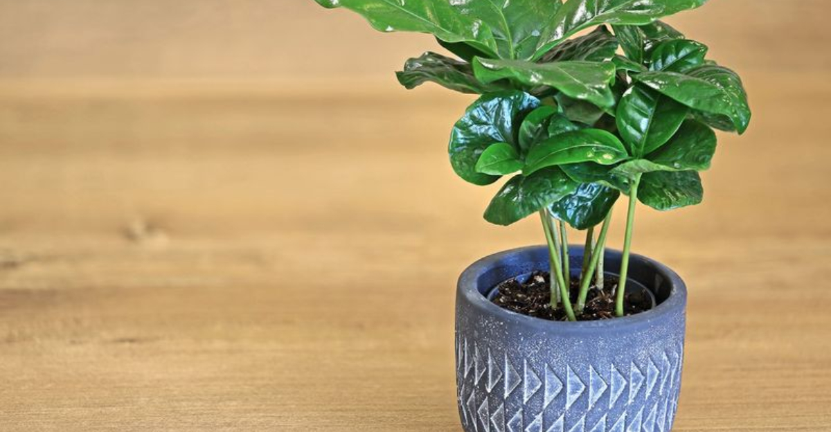 How to Grow Coffee at Home—Yes, It’s Possible! - Complete Gardening