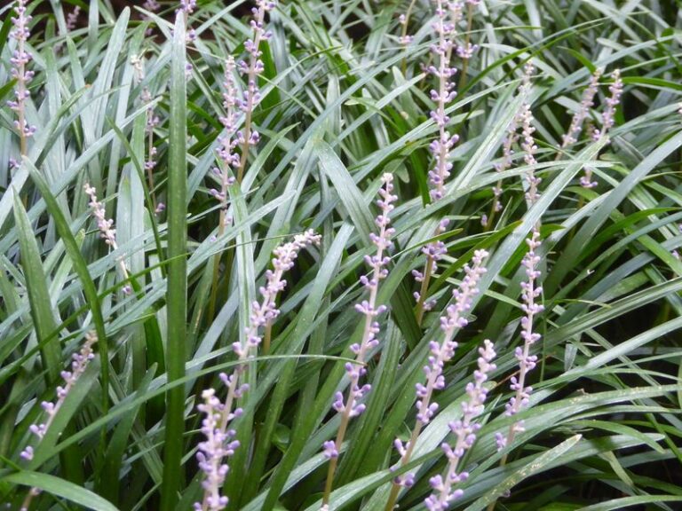 How to Grow Liriopes: The Complete Plant Guide - Complete Gardening