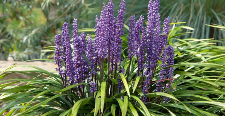 How to Grow Liriopes: The Complete Plant Guide - Complete Gardening