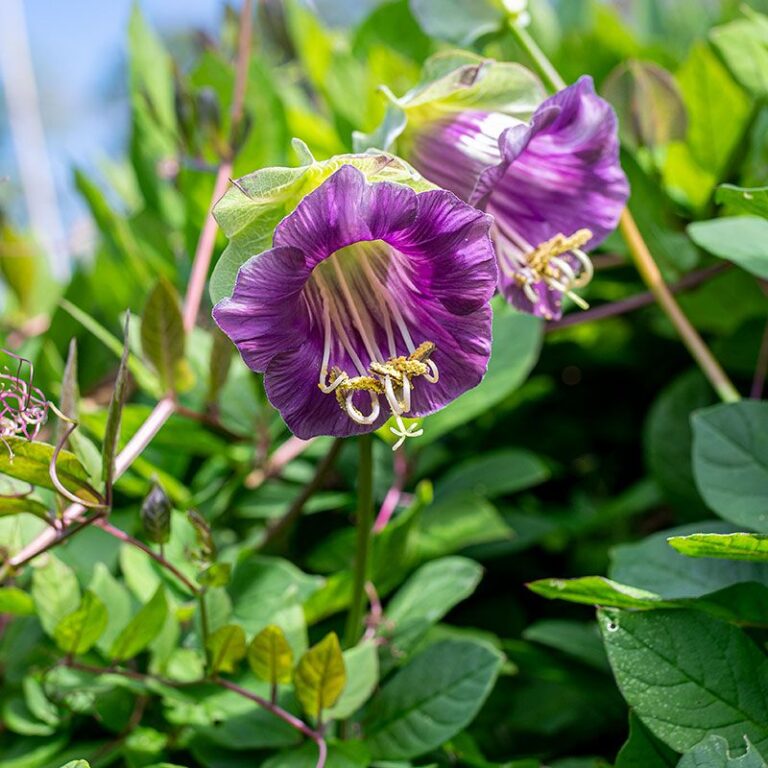 15 Beautiful Flowering Vines to Adorn Walls, Trellises and Fences ...