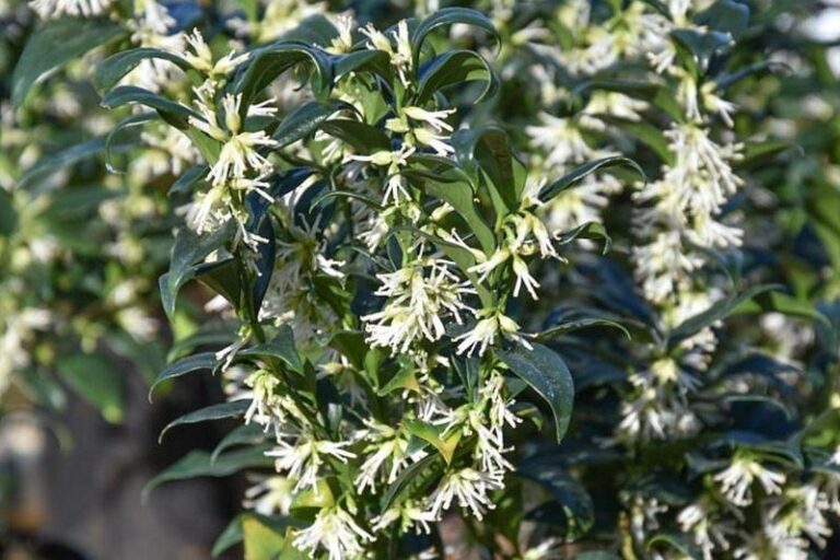 15 ‘Fragrant’ Plants That Only Smell Good Up Close (And 15 You’ll Smell ...