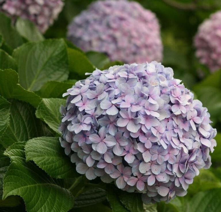 10 Hydrangea Facts That Even Expert Gardeners Don’t Know - Complete ...