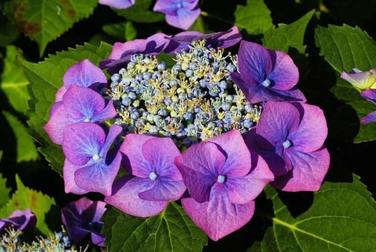 10 Hydrangea Facts That Even Expert Gardeners Don’t Know - Complete ...