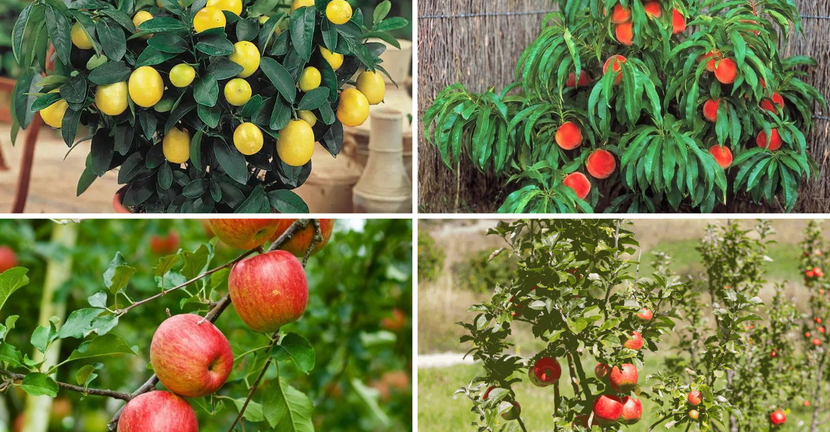 I Grew 17 Dwarf Fruit Trees in My Tiny Yard — The Harvest Results Were ...