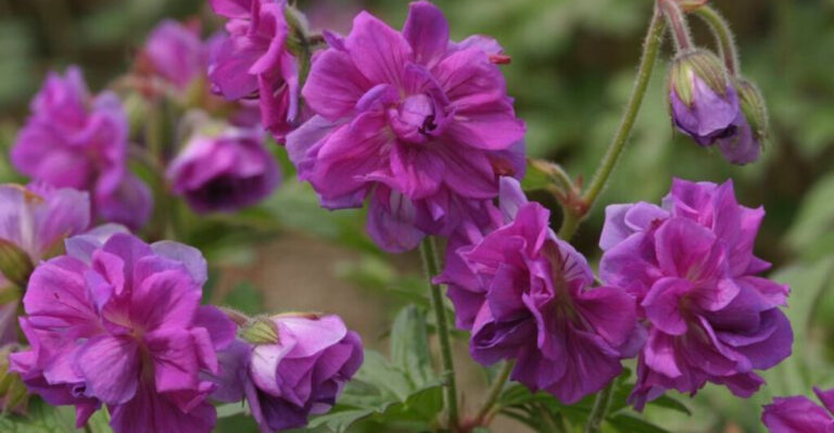 I Planted 13 Hardy Geraniums Last Summer — These Are the Real Winners ...