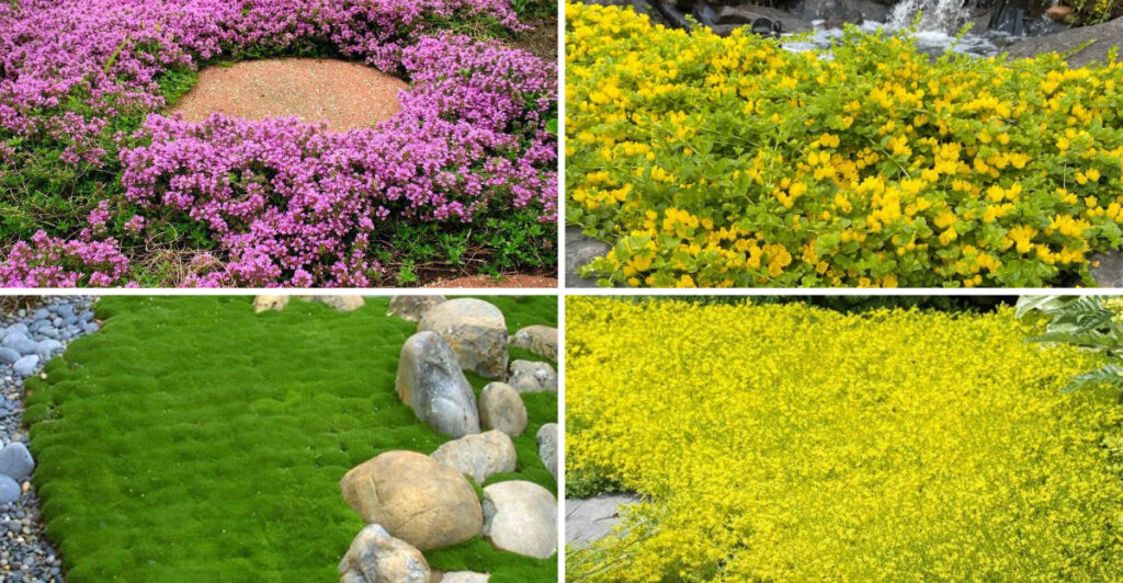 I Planted 19 Ground Covers to Battle Weeds - These Winners Changed My ...