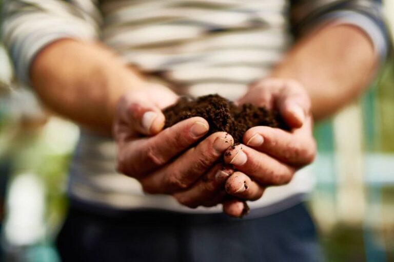 I Tested 16 Vegetable Fertilizers So You Don't Have To — Here Are ...