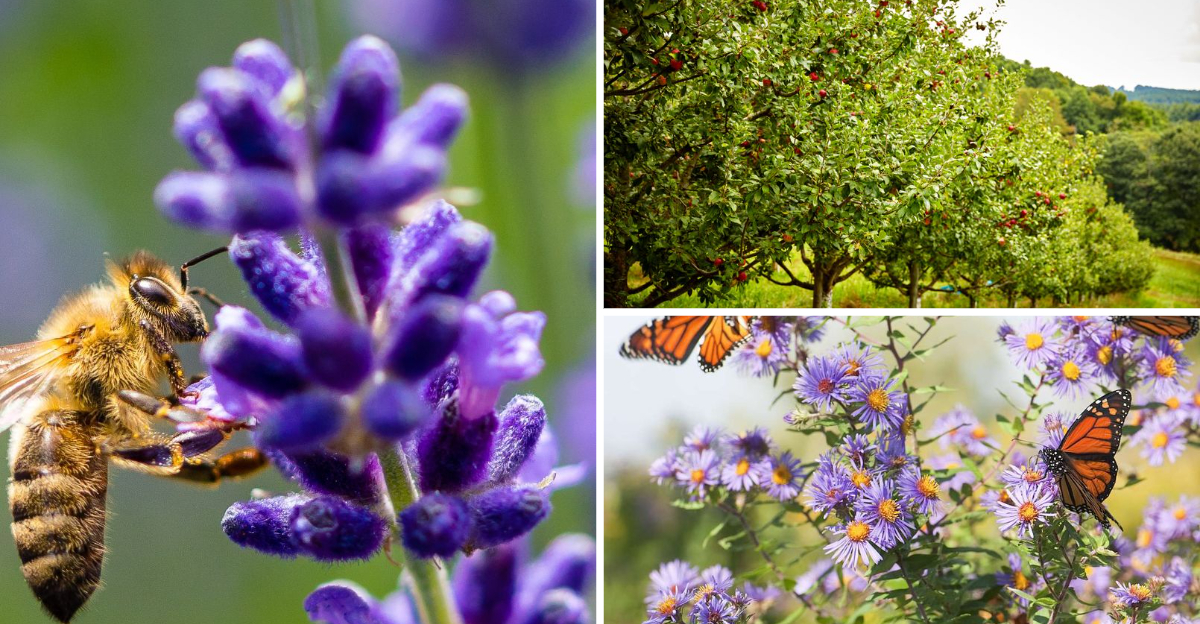 I Transformed My Garden for Pollinators in 30 Days — These 19 Changes ...