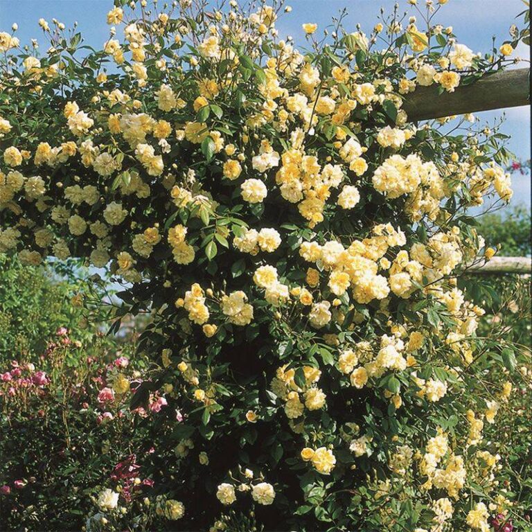 The 17 Toughest Roses That Will Survive Anything - Complete Gardening