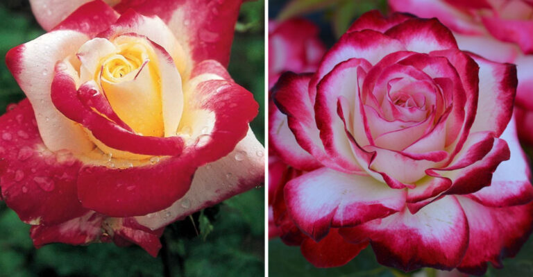 If You’re A Rose Enthusiast, Here Are 22 Must-Have Varieties To Add To ...