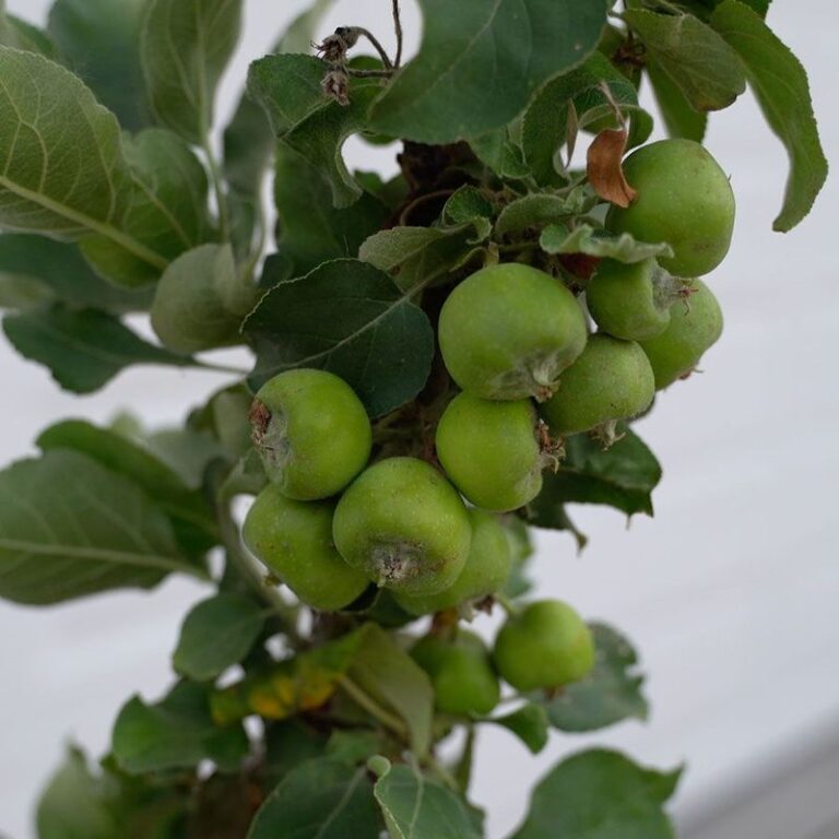 16 Reasons Your Fruit Trees Are Dropping Fruit—and How to Fix It for ...
