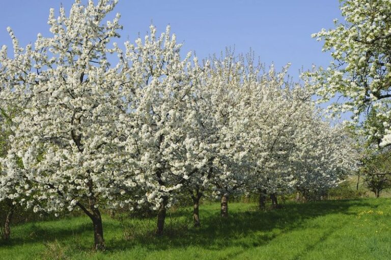 16 Reasons Your Fruit Trees Are Dropping Fruit—and How to Fix It for ...