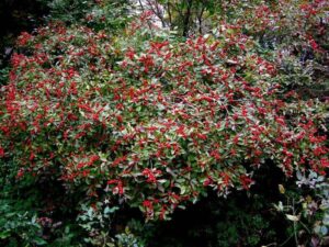 25 Red Berry Shrubs to Brighten Your Garden - Complete Gardening