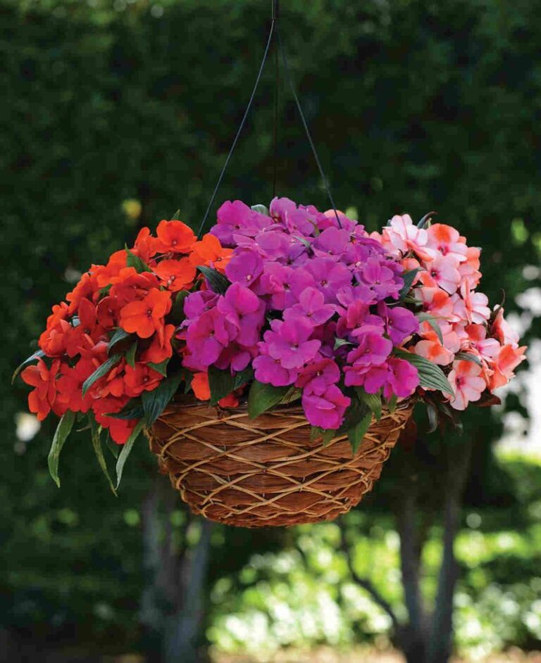 You've Been Growing 16 Container Impatiens Wrong - Here's the Real Way ...