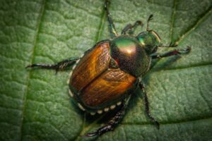 I Tested 23 Japanese Beetle Controls So You Don't Have To - Here Are ...