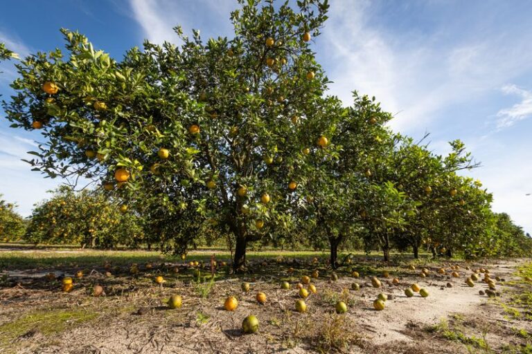 16 Reasons Your Fruit Trees Are Dropping Fruit—and How to Fix It for ...