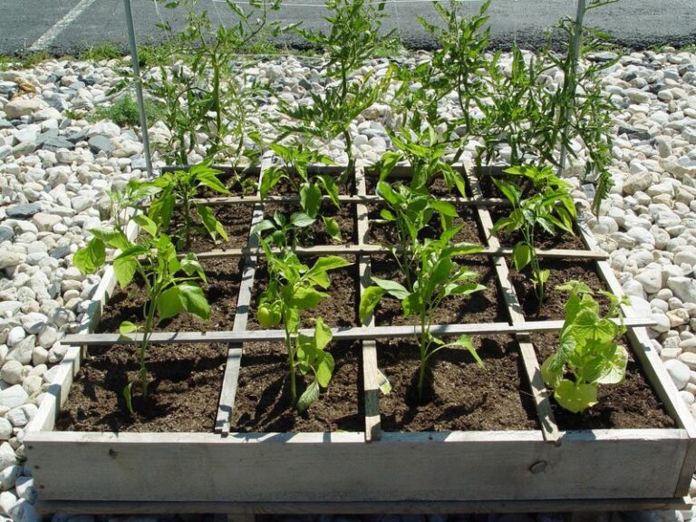 I Tested 17 Tomato Spacing Methods for 3 Seasons - These Distances Won ...
