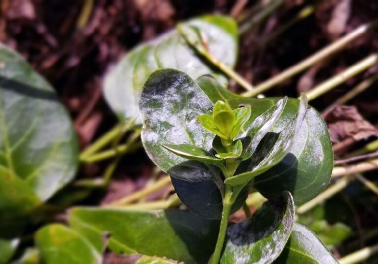17 Periwinkle Problems Every Gardener Discovers Too Late - Complete ...