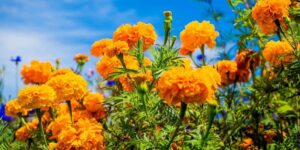 15 Flowers That Symbolize Hope and Optimism - Complete Gardening