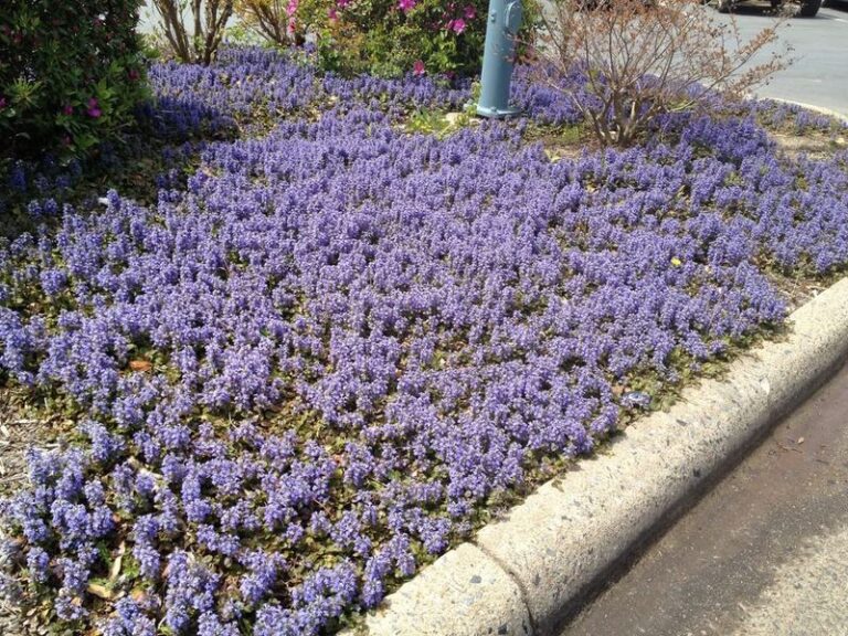 15 Shrubs & 10 Ground Covers That Shape Themselves & Stay Green All ...