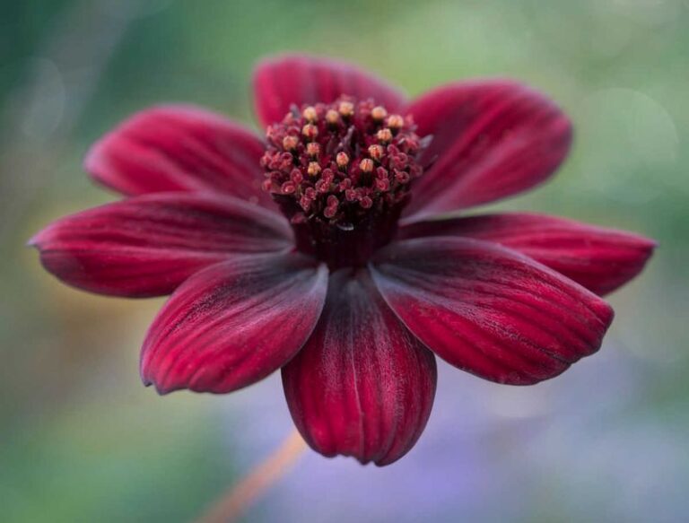 The 23 Most Breathtaking Flowers on Earth - Complete Gardening