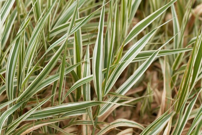 10 Invasive Ornamental Grasses To Avoid (And 10 That Behave Beautifully ...