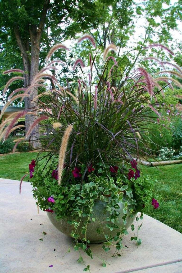 The Best Ornamental Grasses for Containers - Complete Gardening