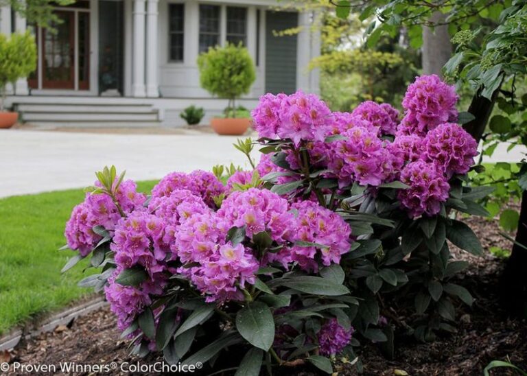 15 Shrubs & 10 Ground Covers That Shape Themselves & Stay Green All ...