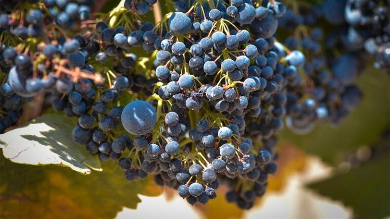 31 Types Of Fruits That Went Extinct (And What We Lost Forever ...