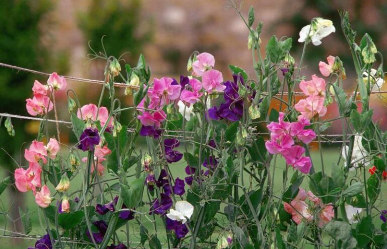15 Beautiful Flowering Vines to Adorn Walls, Trellises and Fences ...
