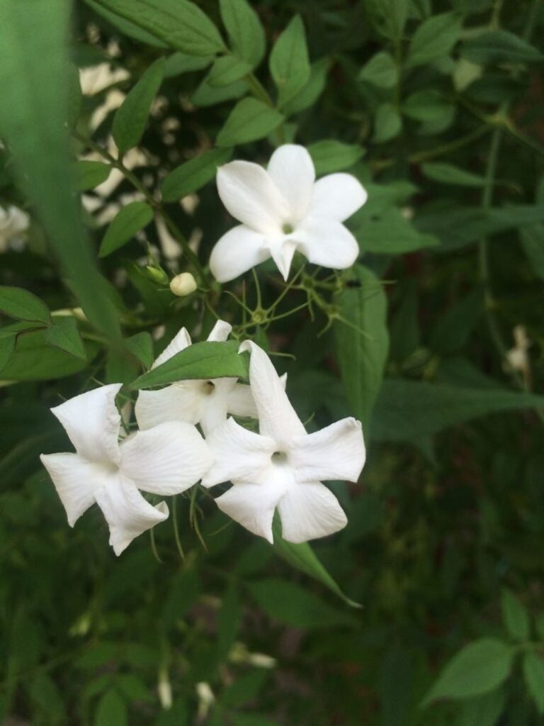 These 13 Jasmine Varieties Share One Thing - They Bloom at Night — Pure ...