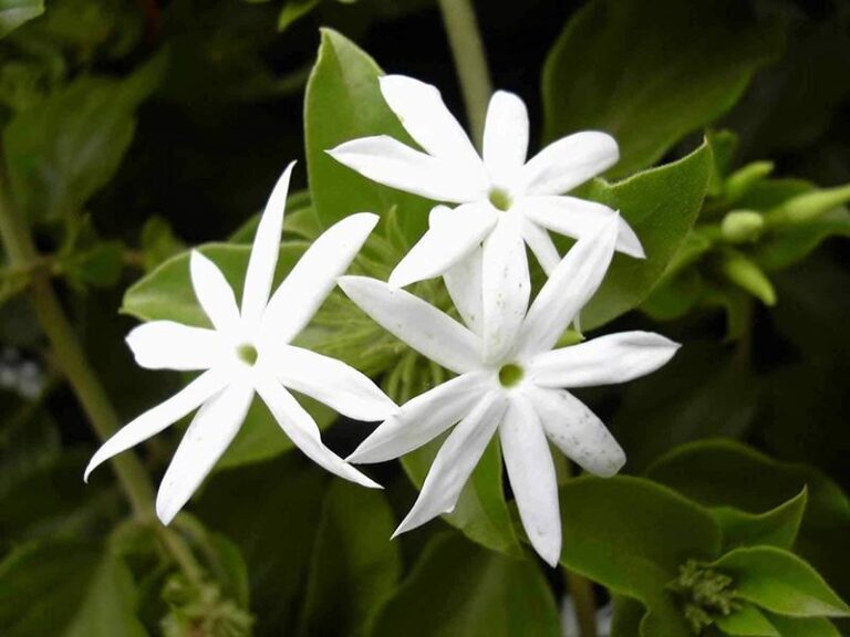 These 13 Jasmine Varieties Share One Thing - They Bloom at Night — Pure ...