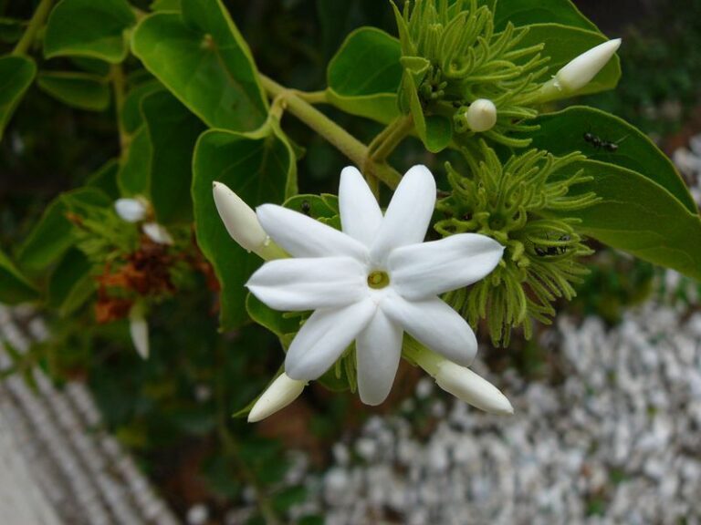 These 13 Jasmine Varieties Share One Thing - They Bloom at Night — Pure ...