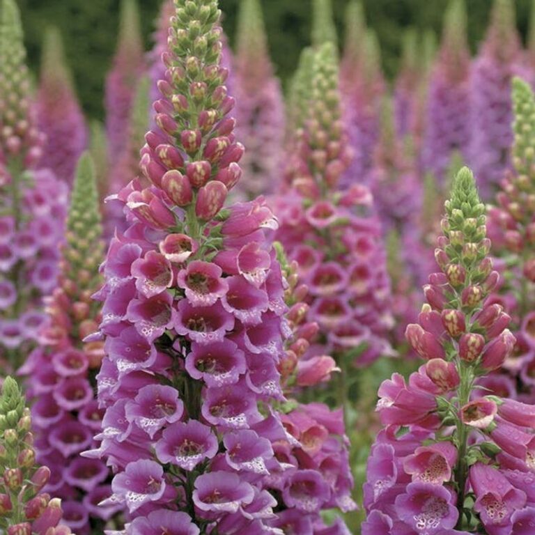 15 Deadly North American Plants That Look Harmless But Kill in Hours ...