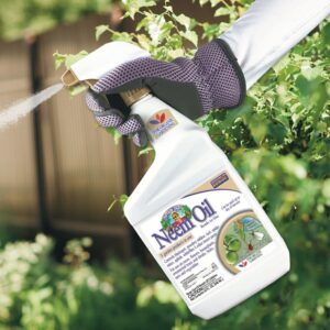 June Bug Invasion? These 17 Non-Toxic Tricks Actually Work - Complete ...