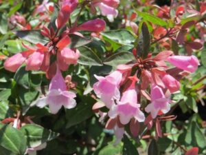 16 Stunning Abelia Varieties That’ll Add Color to Your Yard for Months ...
