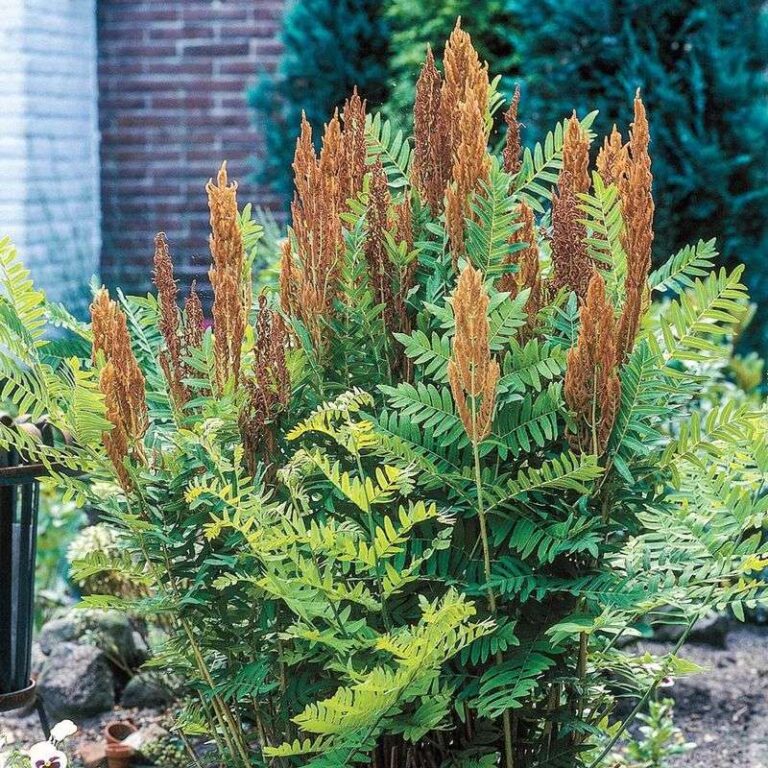 17 Easy Care Ferns for Humid and Shady Gardens - Complete Gardening