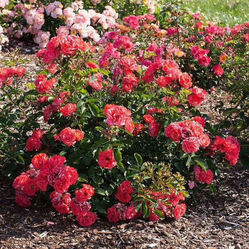 The 17 Toughest Roses That Will Survive Anything - Complete Gardening
